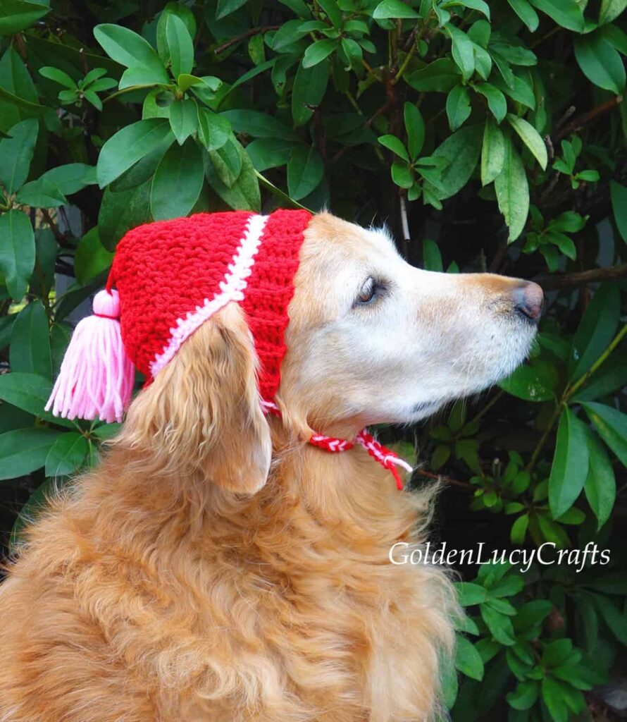 Crochet pattern hat for Dog - 1000+ Free Crochet Patterns